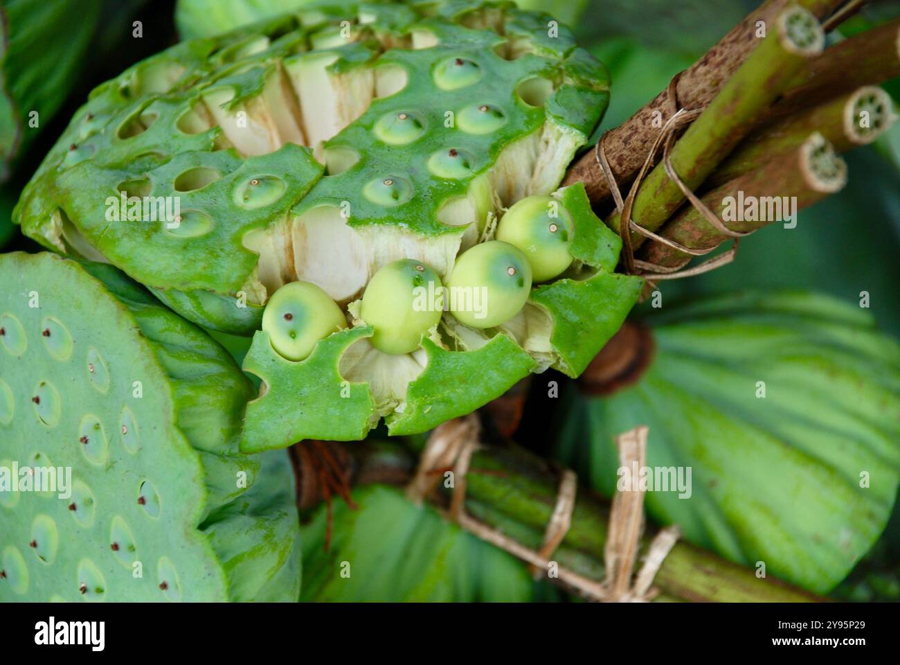 Macro photo of sliced lotus pod and edible fruits Stock Photo - Alamy