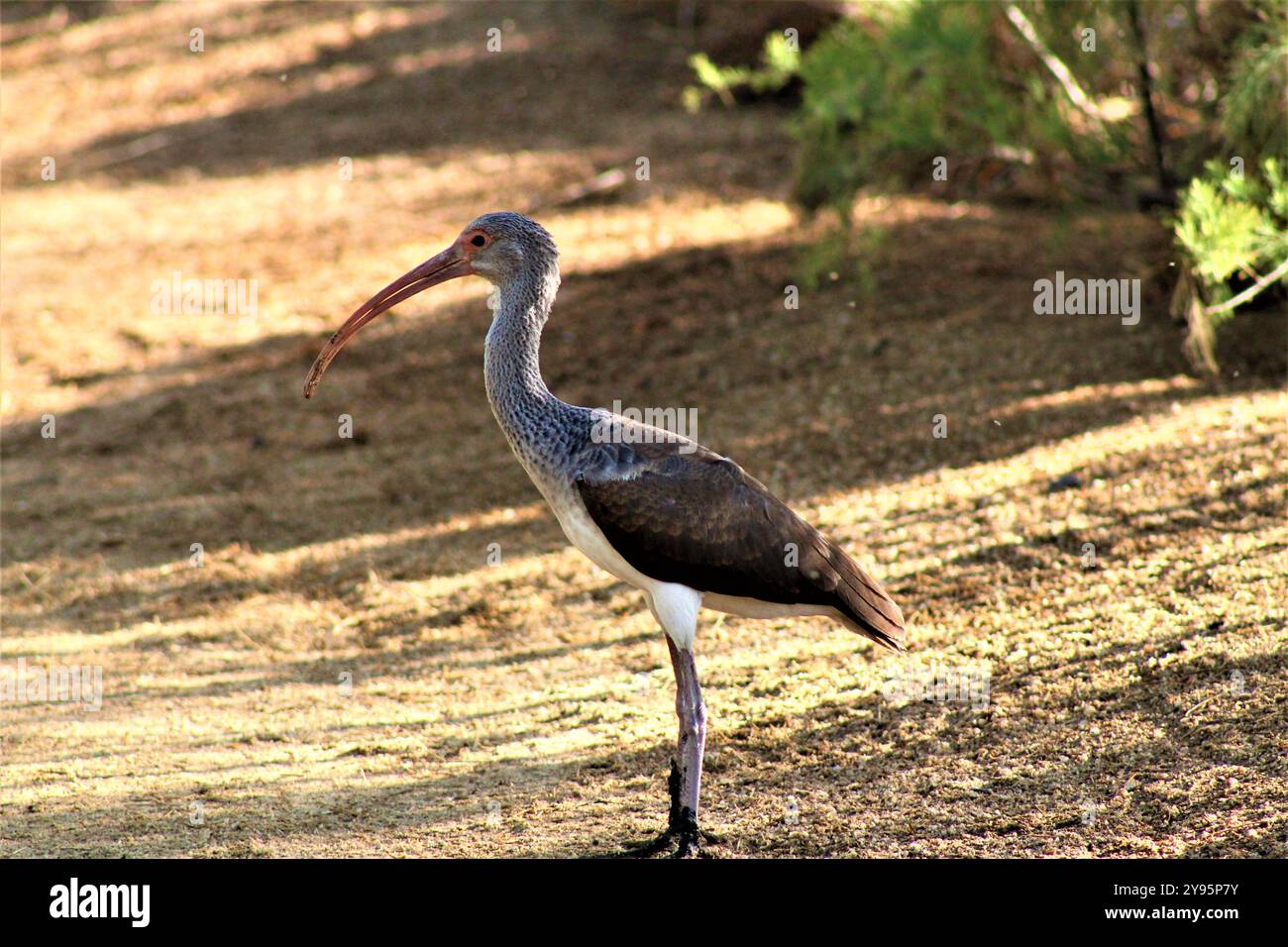 Aves de humedales aves hi-res stock photography and images - Alamy