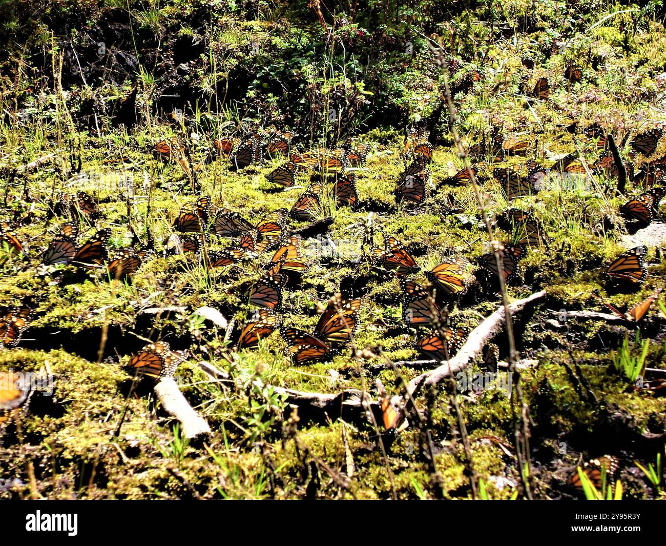 Mariposa monarca migracion mexico hi-res stock photography and images ...