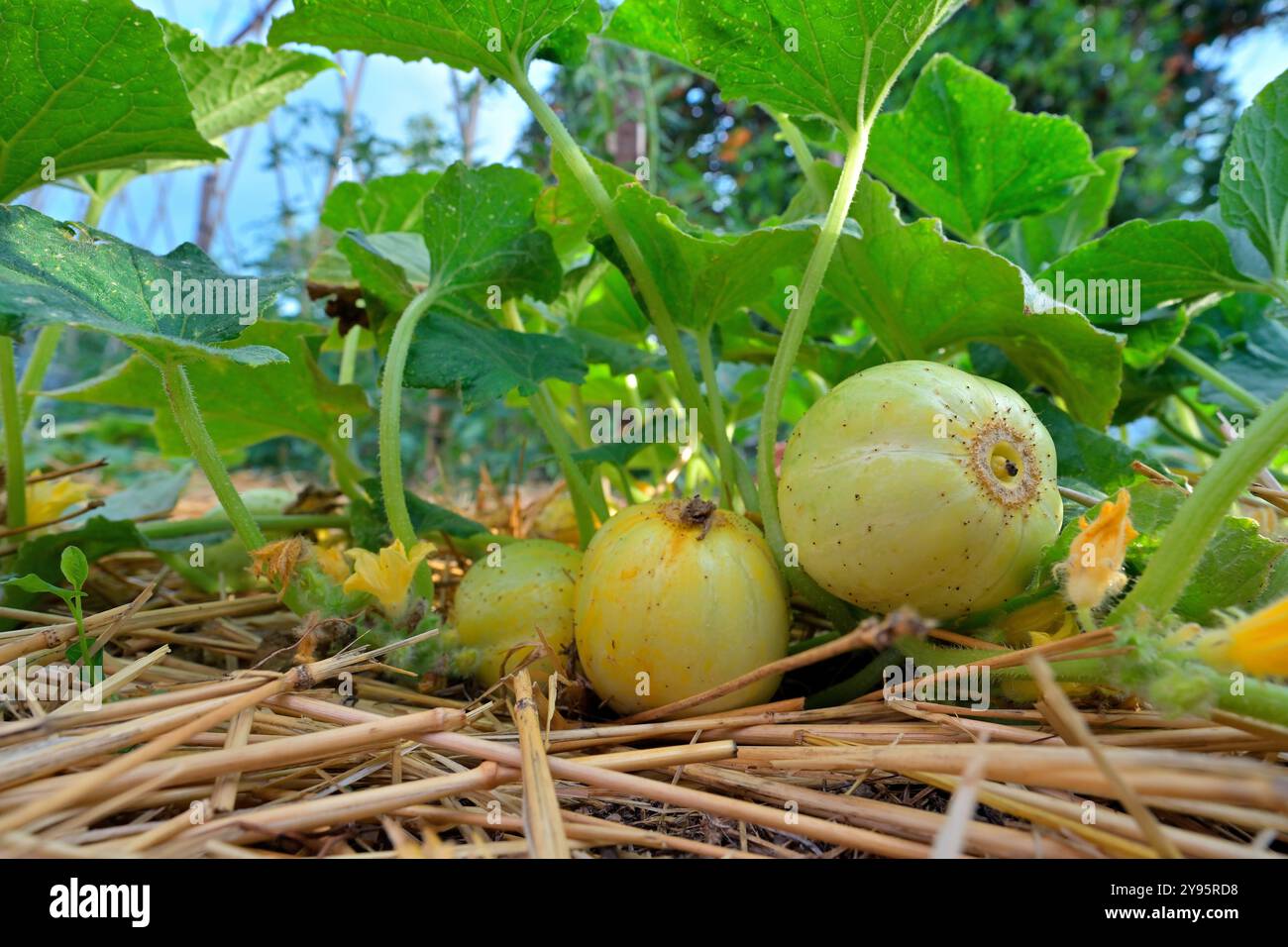 Lemon cucumber in the vegetable garden - Cucumis sativa 'Lemon ...