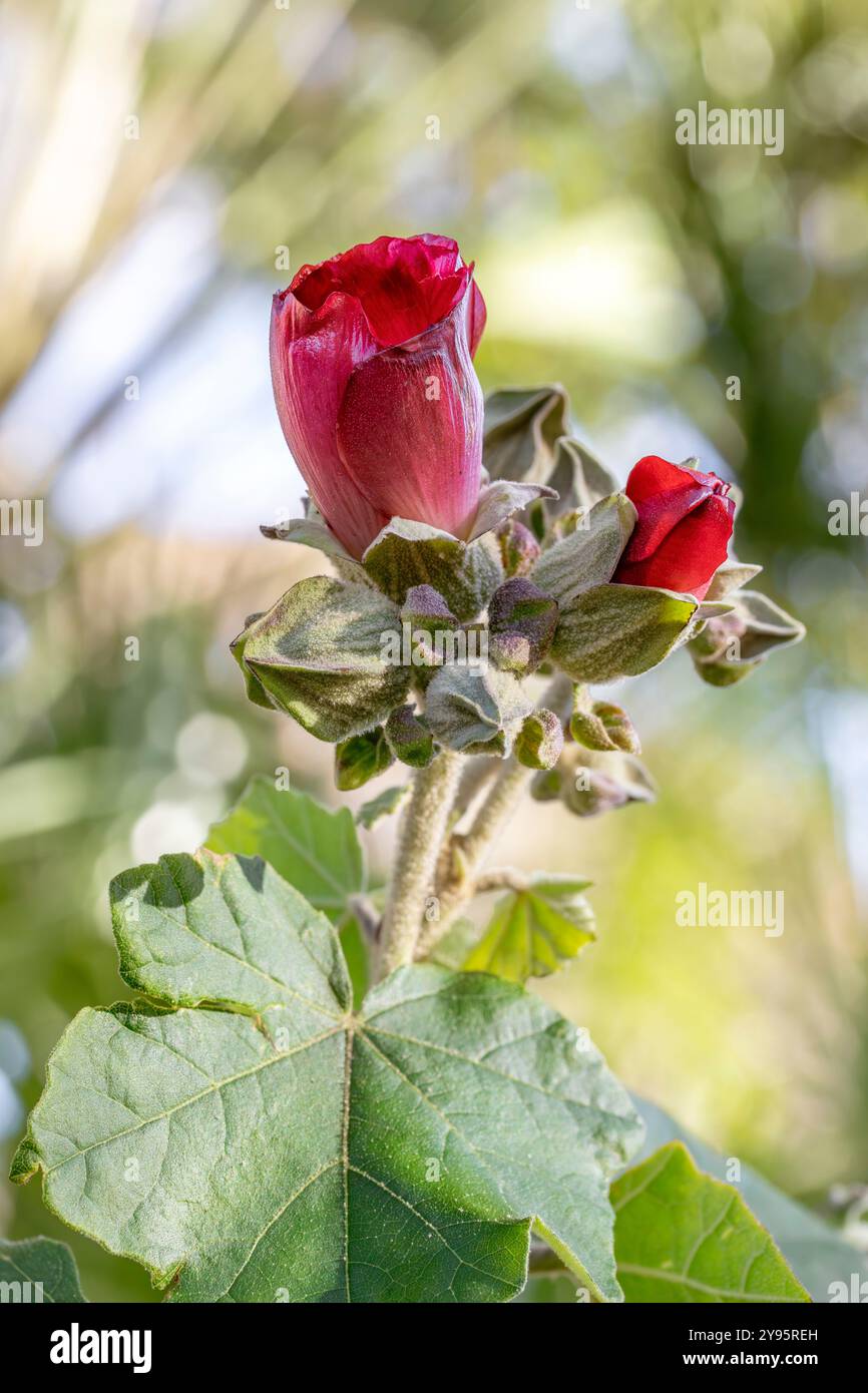 Mexican bush mallow (Phymosia umbellata Stock Photo - Alamy