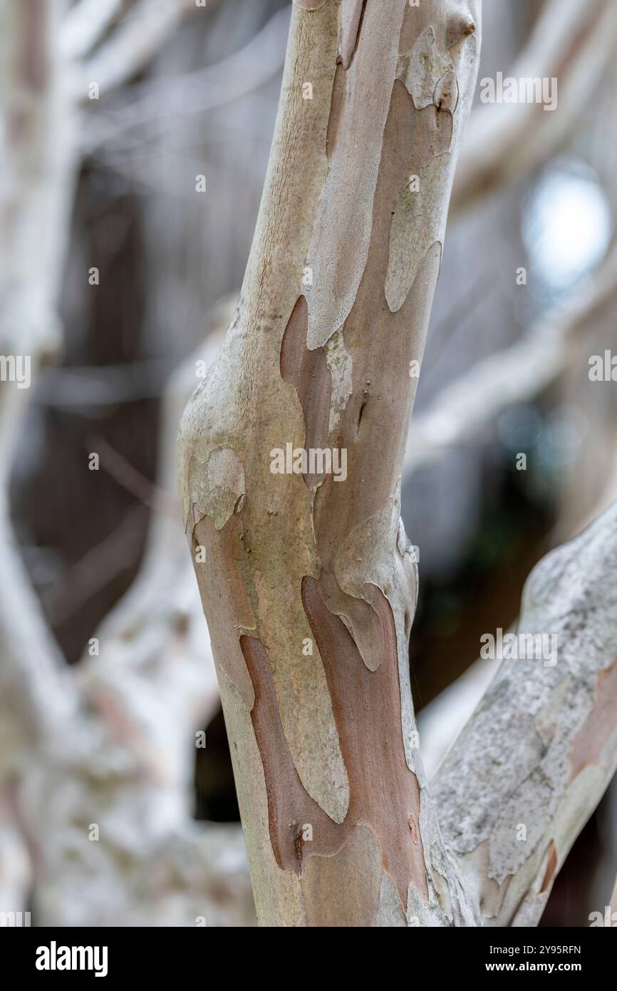 Crape myrtle (Lagerstroemia indica) bark Stock Photo - Alamy