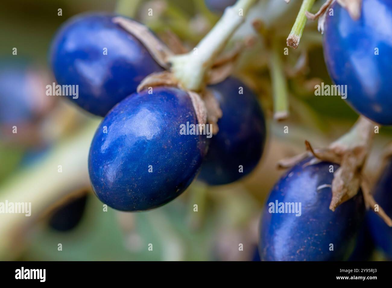Mondo grass (Ophiopogon japonicus) fruits Stock Photo - Alamy