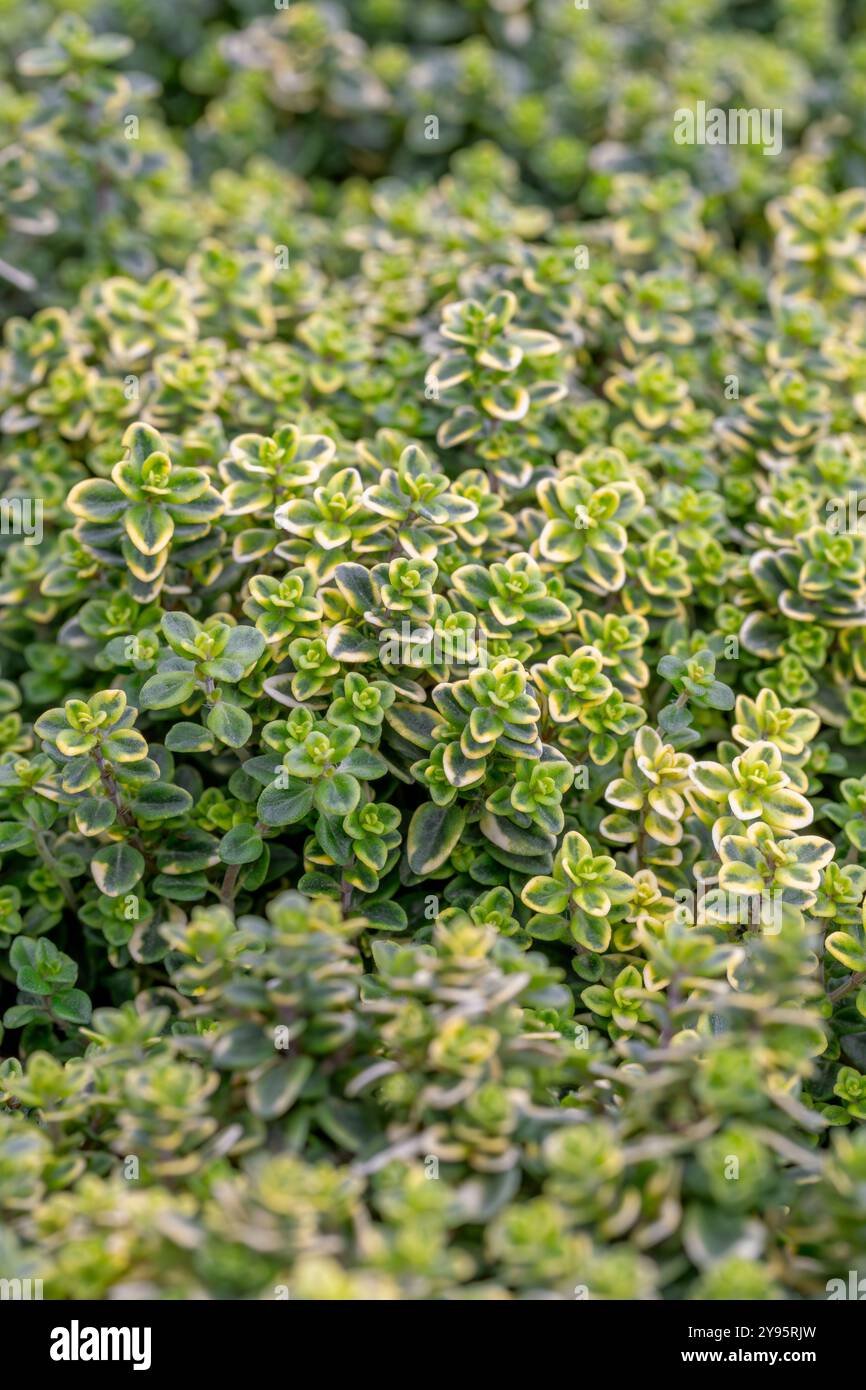 Aureus Lemon Thyme (Thymus x citriodorus 'Aureus' Stock Photo - Alamy Aureus Lemon Thyme (Thymus x citriodorus 'Aureus' Stock Photo - Alamy