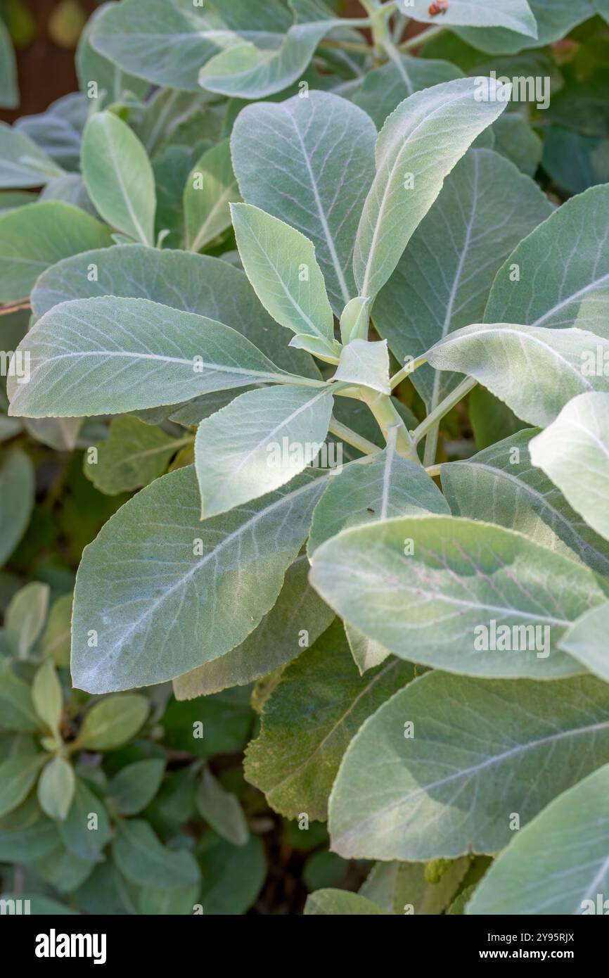 Sacred sage (Salvia apiana Stock Photo - Alamy