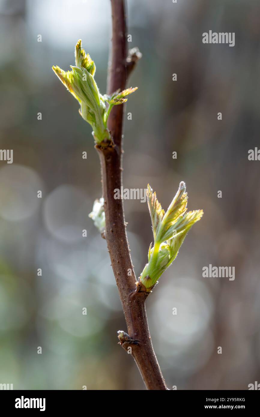 Raspberry (Rubus idaeus) 'Marastar' leaf buds starting to open up Stock ...