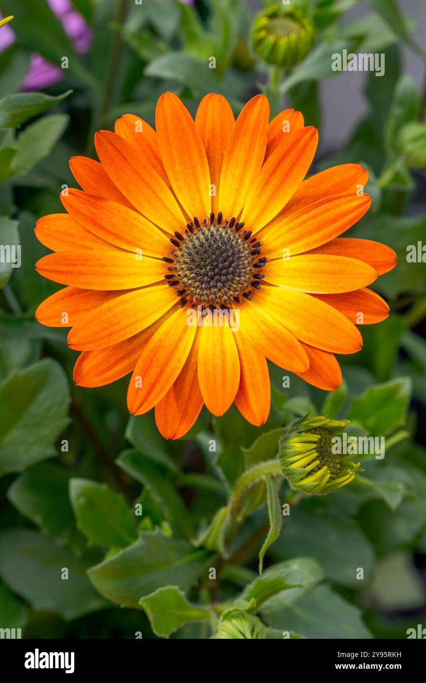 African Daisy (Dimorphotheca ecklonis) 'Margarita Orange Flare' Stock ...