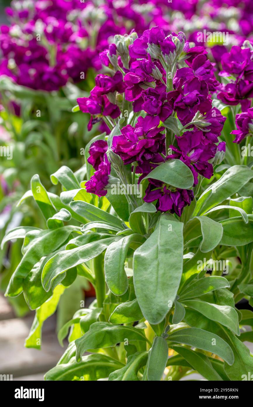Brompton stock (Matthiola incana Stock Photo - Alamy