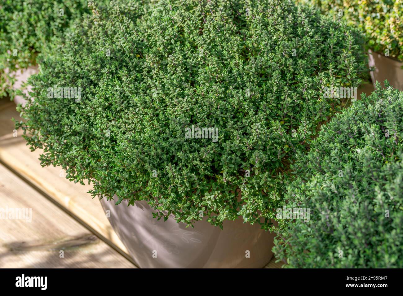 Compact Thyme (Thymus vulgaris 'Compactus' Stock Photo - Alamy