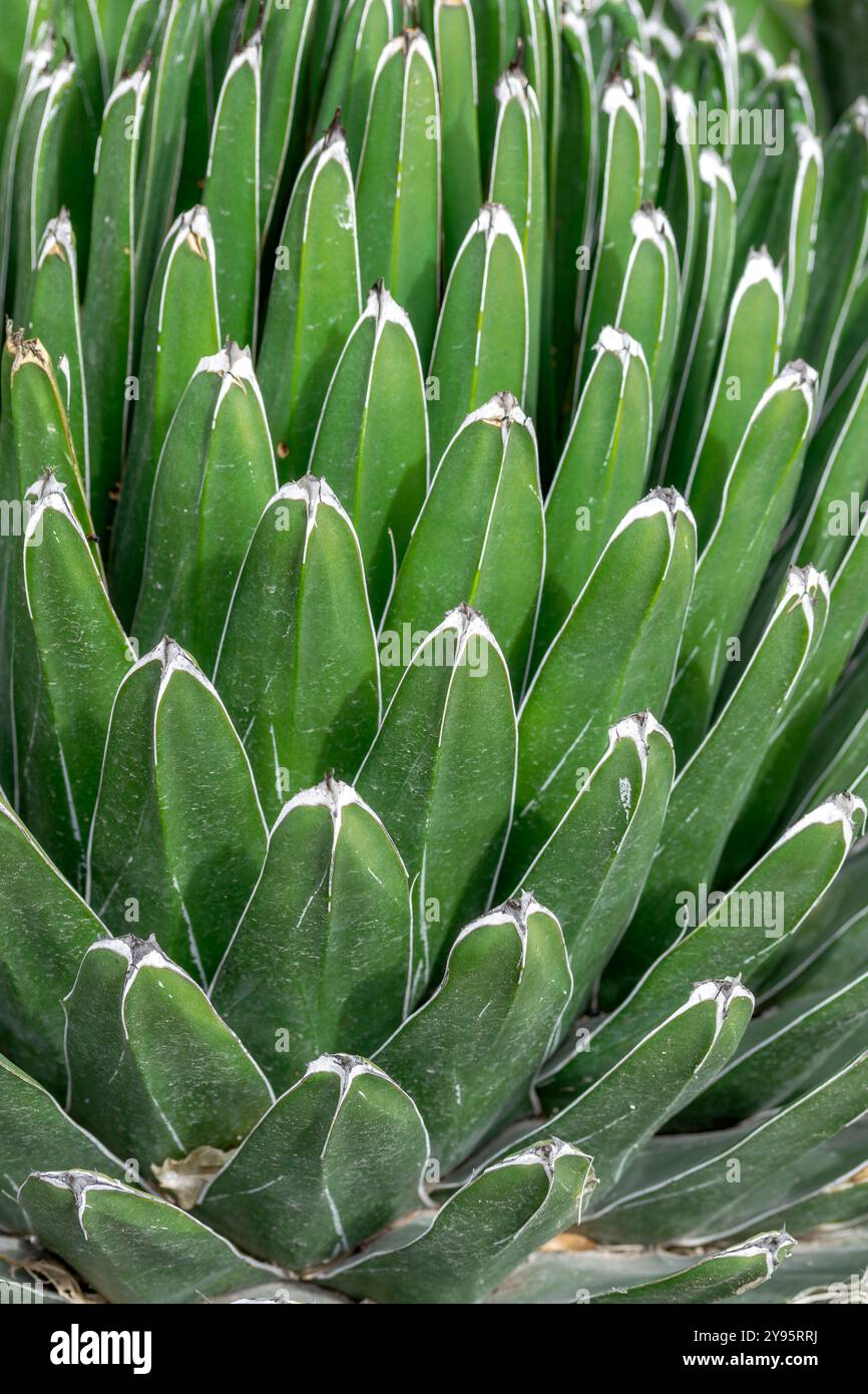 Queen Victoria agave (Agave victoriae-reginae Stock Photo - Alamy