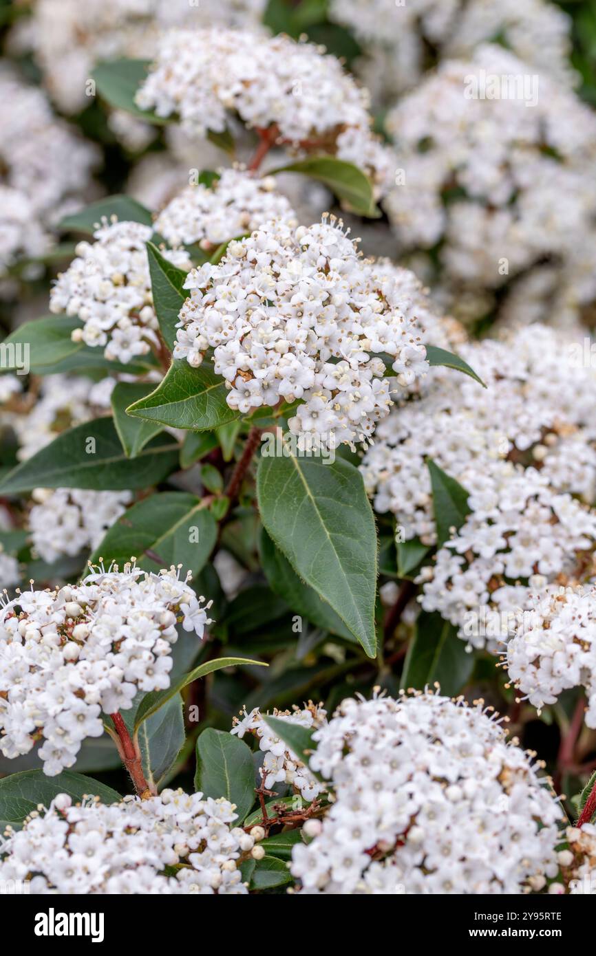 Laurustine (Viburnum tinus) flowering Stock Photo - Alamy