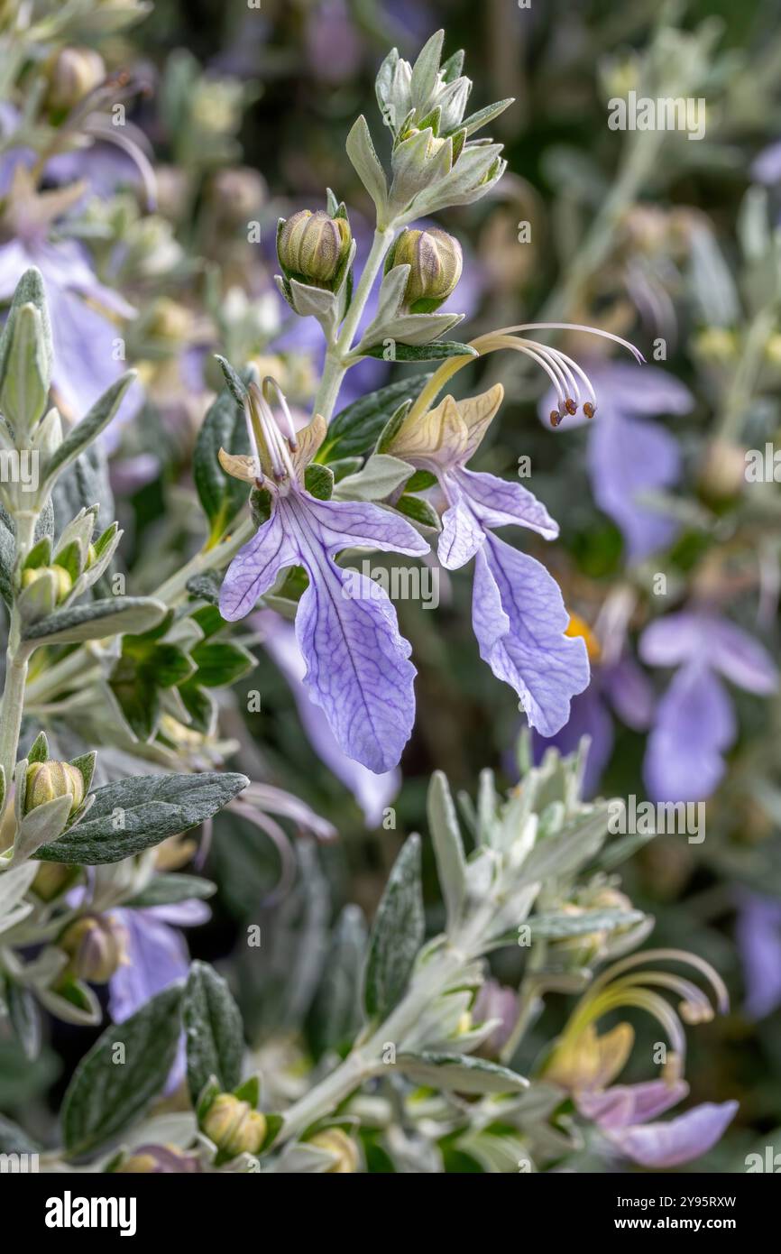 Tree germander (Teucrium fruticans), flowers Stock Photo - Alamy