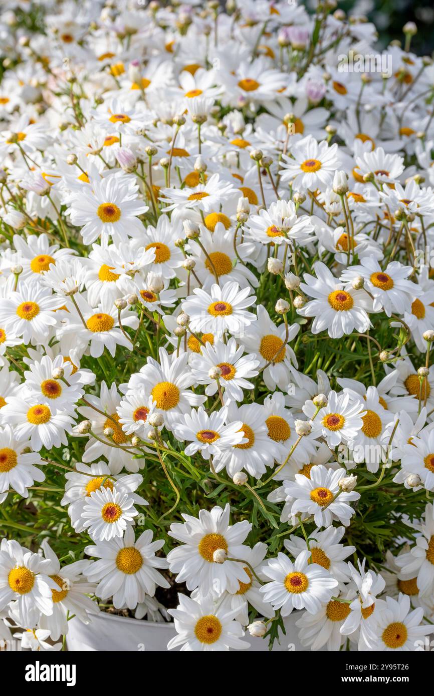Marguerite daisy (Argyranthemum frutescens) 'Elsa' Stock Photo - Alamy