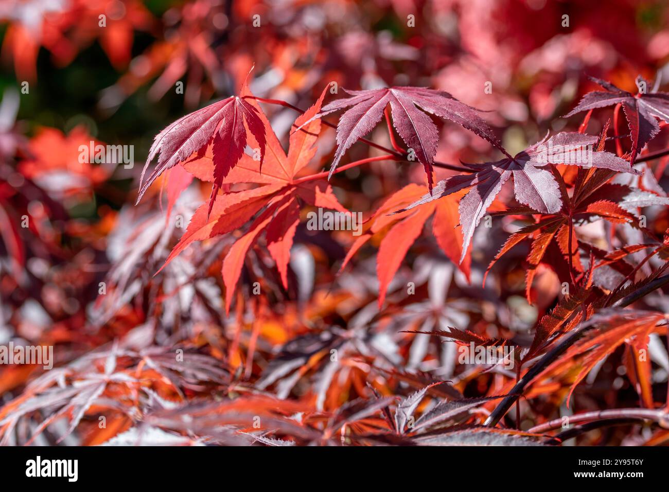Japanese Maple (Acer palmatum) 'Fire Glow' foliage in spring Stock ...