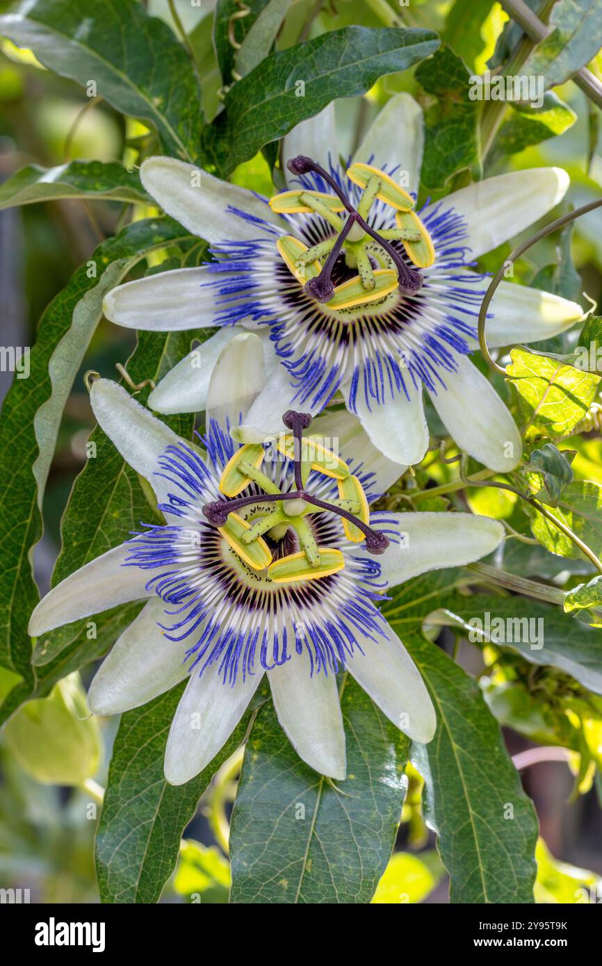 Blue passionflower (Passiflora caerulea) flowers Stock Photo - Alamy