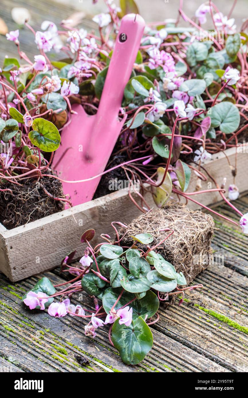 Ambiance of Cyclamen ready to plant in root ball Stock Photo - Alamy