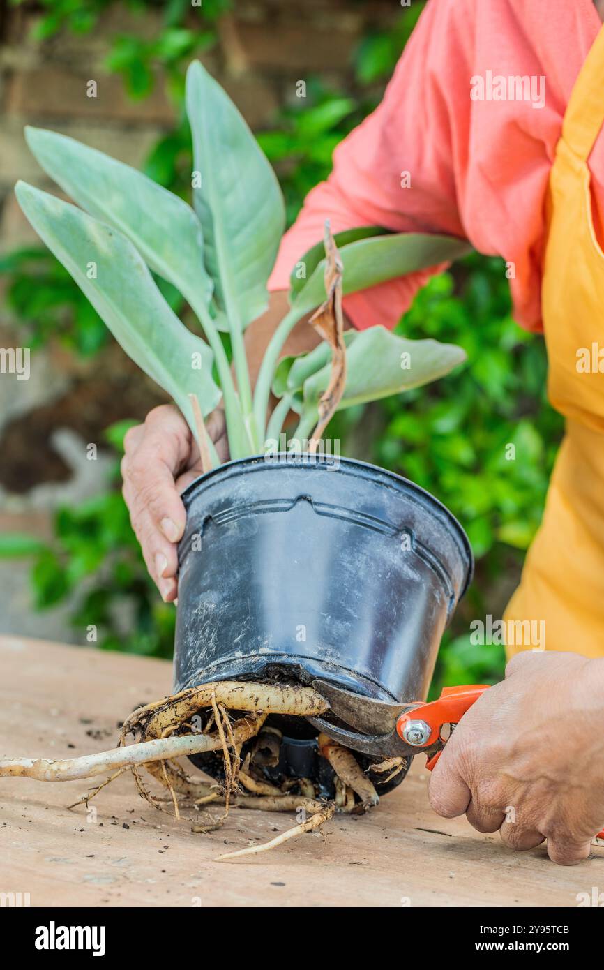 Care and repotting of a bird of paradise (Strelitzia): cut any roots ...