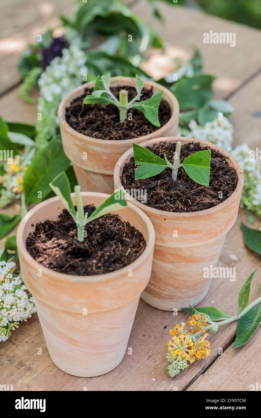 Cutting butterfly trees (Buddleia, aka Buddleja) in pots in summer ...