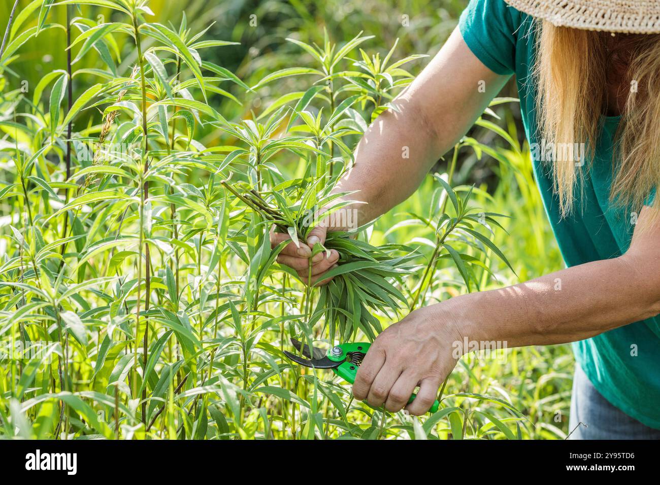 Woman cutting the stems of Helianthus for a more compact habit and ...