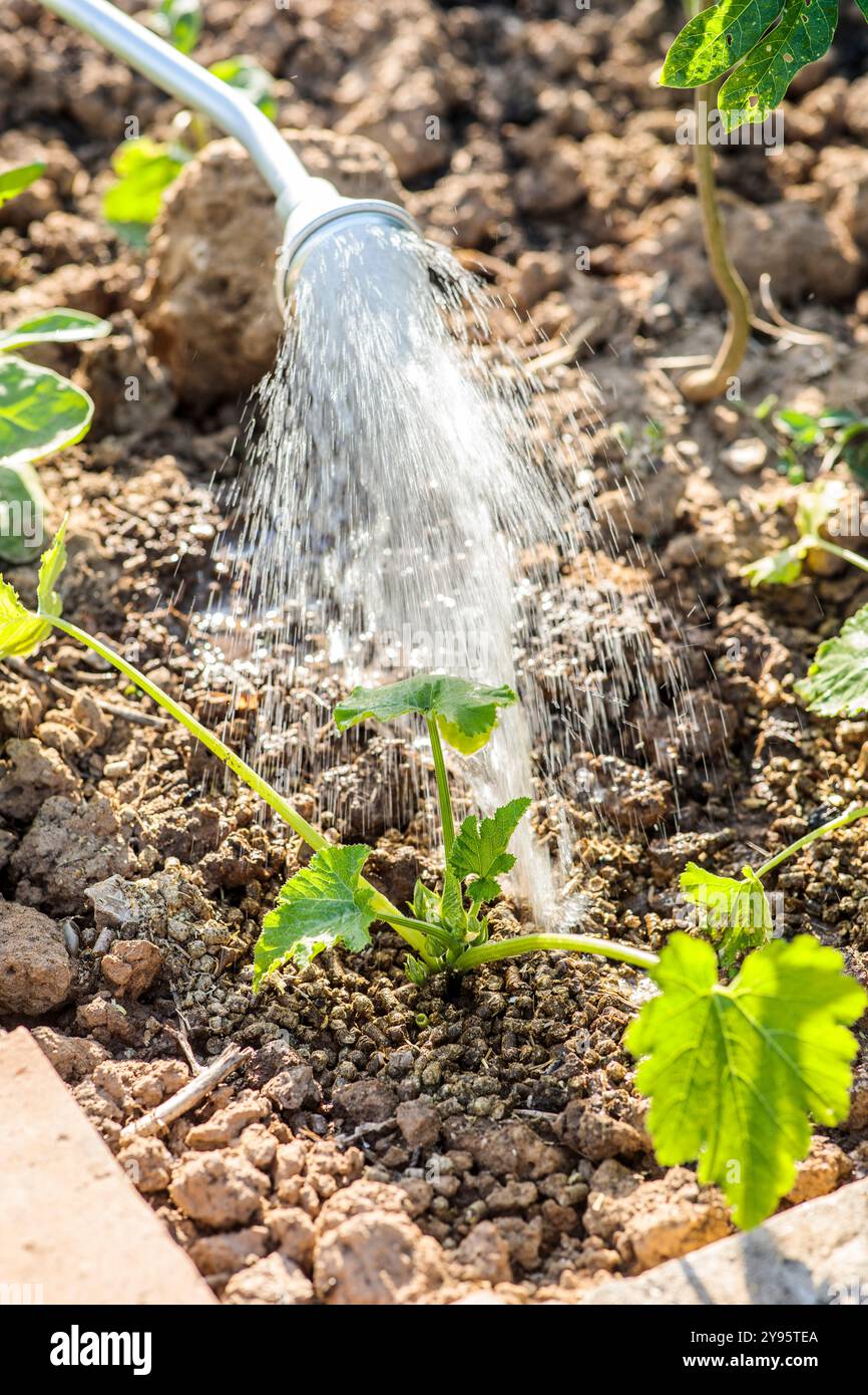 Watering young zucchini plants with a sprinkler head in June Stock ...