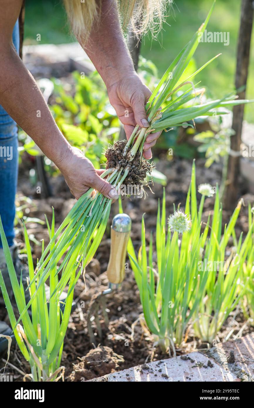 Division and transplanting of chives in late summer Stock Photo - Alamy