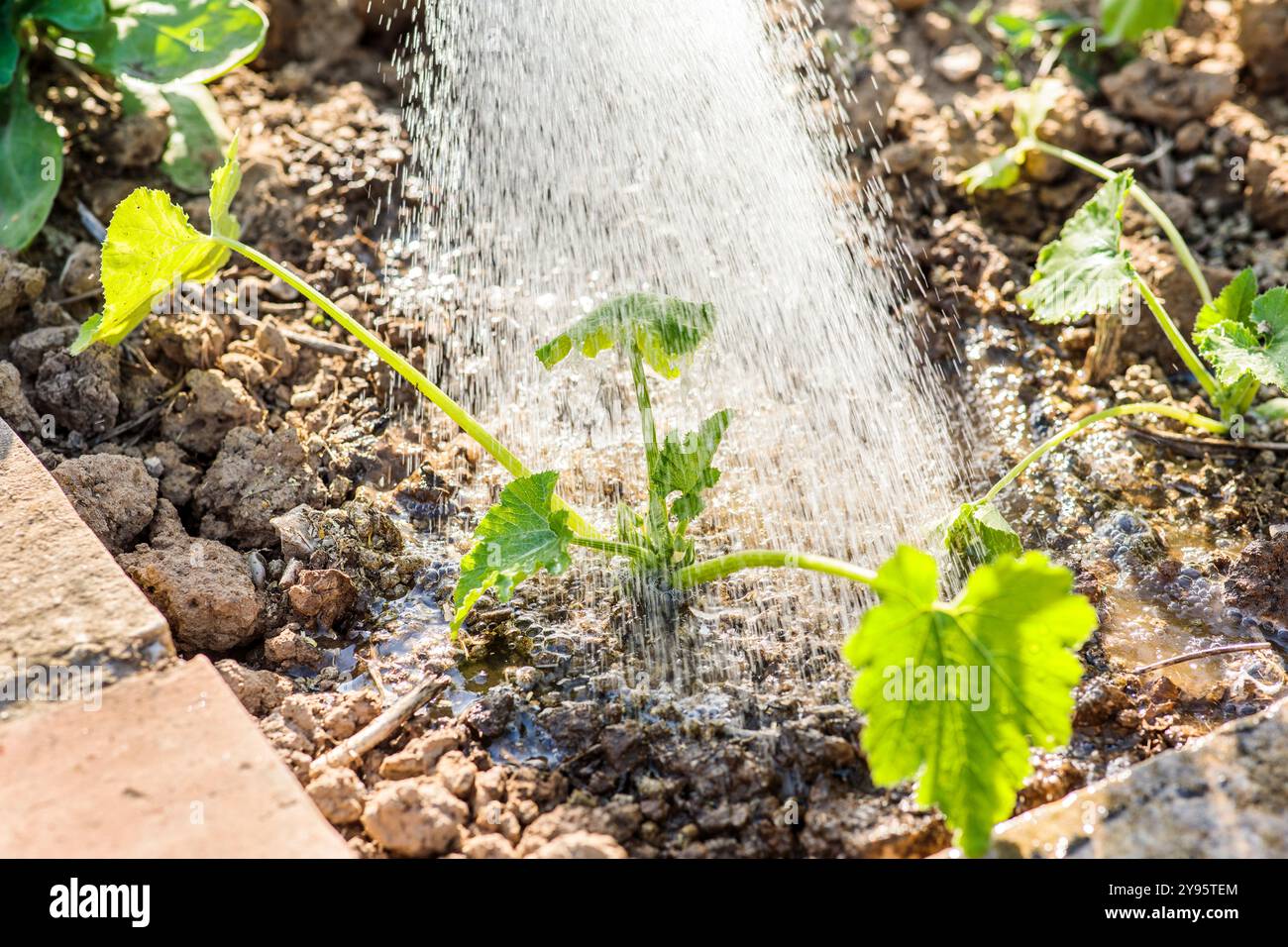 Watering young zucchini plants with a sprinkler head in June Stock ...