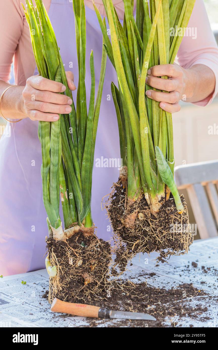 Woman dividing a clump of Sansevieria: steps in dividing a Sansevieria ...