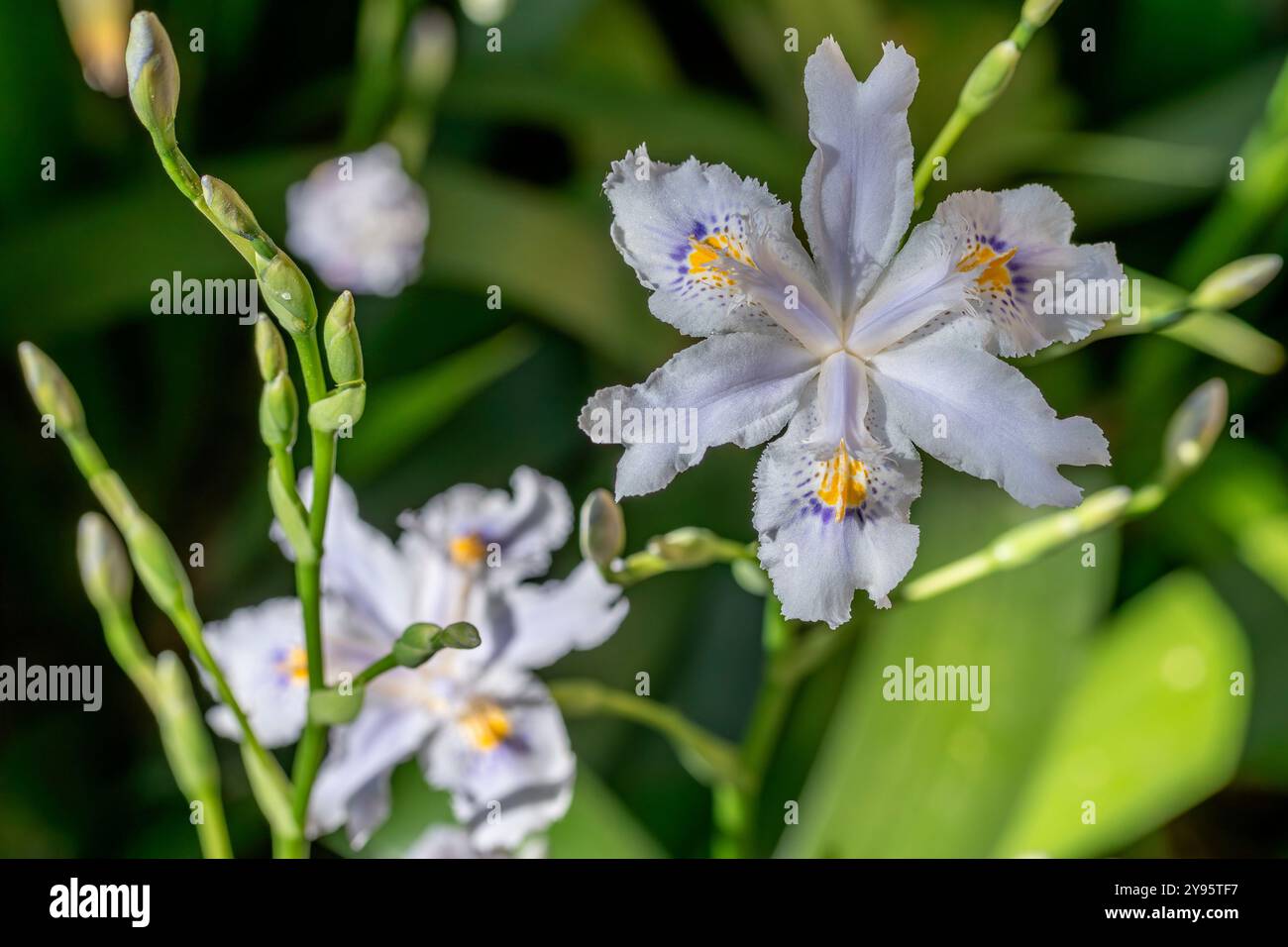 Fringed iris (Iris japonica Stock Photo - Alamy