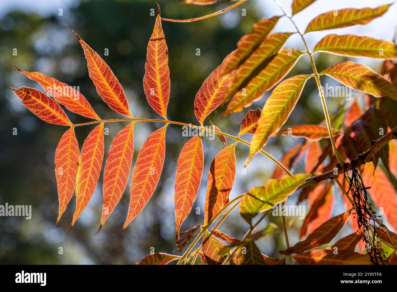 Chinese pistache (Pistacia chinensis) leaves in autumn Stock Photo - Alamy
