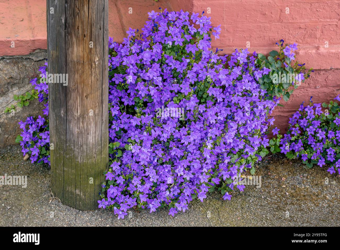 Wall bellflower (Campanula portenschlagiana) growing between wall and ...