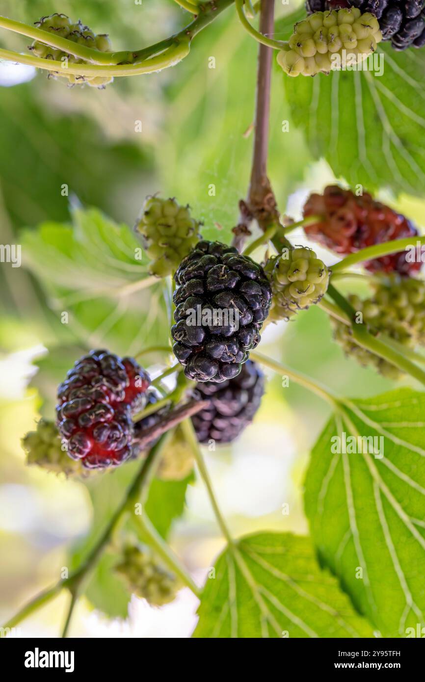 Common Mulberry (Morus alba) fruits Stock Photo - Alamy