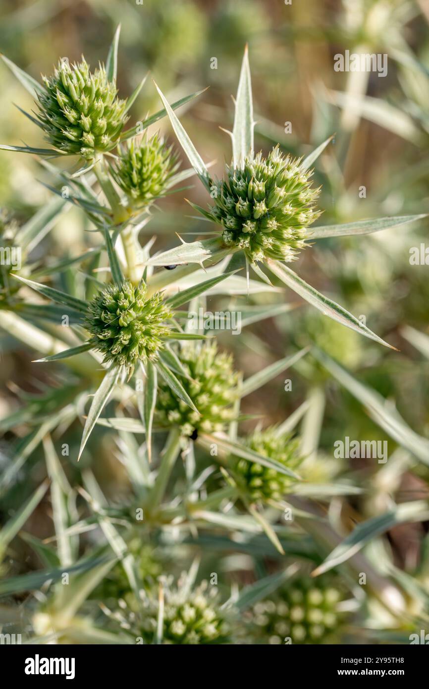 Field eryngo (Eryngium campestre), Herault, France Stock Photo - Alamy