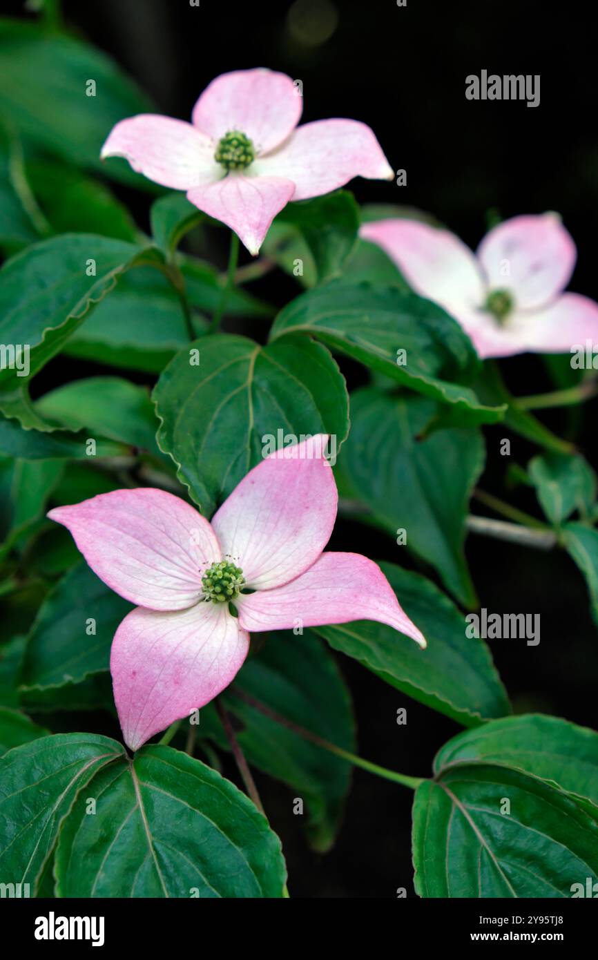 Kousa dogwood, Cornus kousa, Beni Fuji variety, Annabelle garden ...