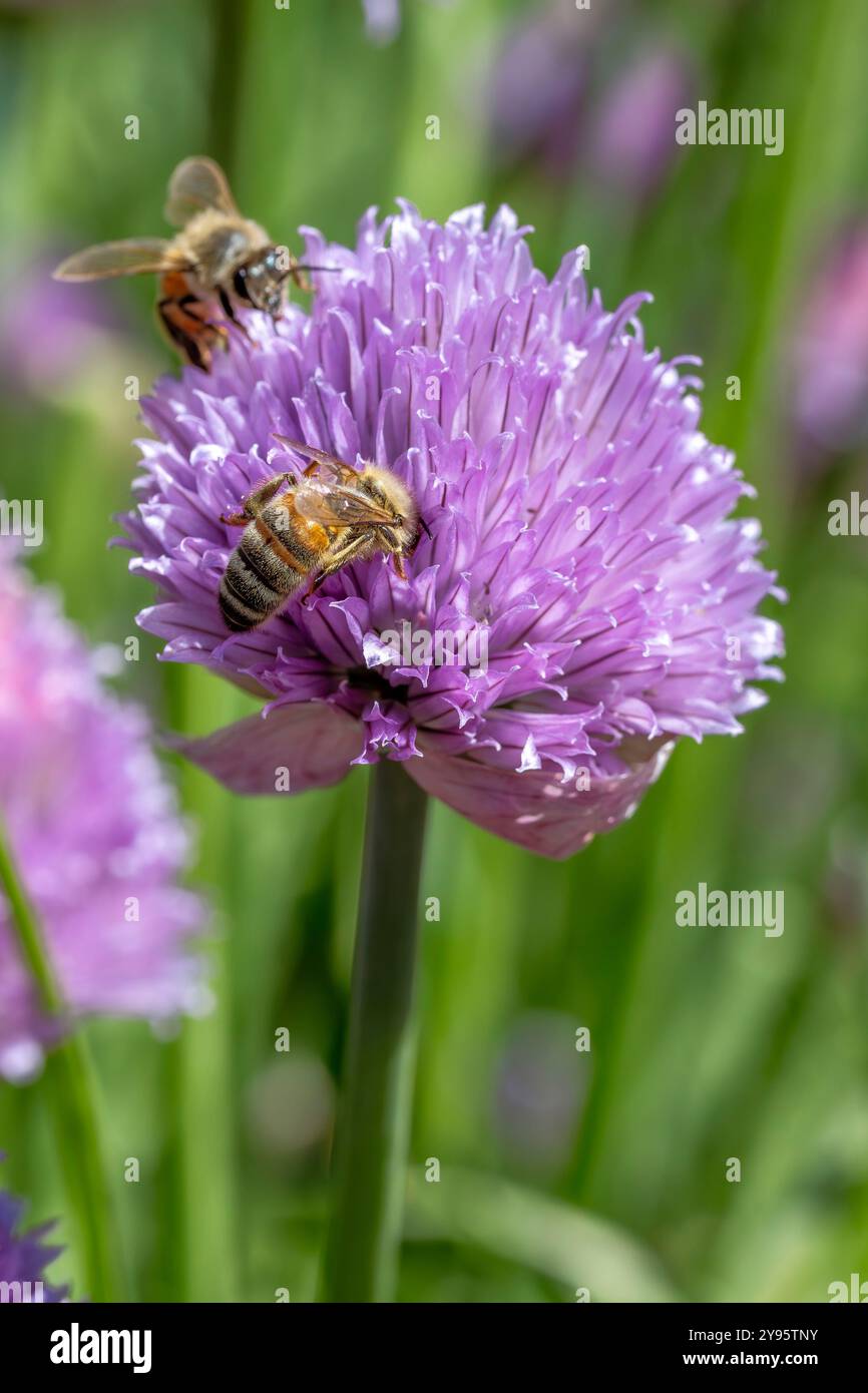 Honey Bees (Apis mellifera) foraging on a Chives (Allium schoenoprasum ...