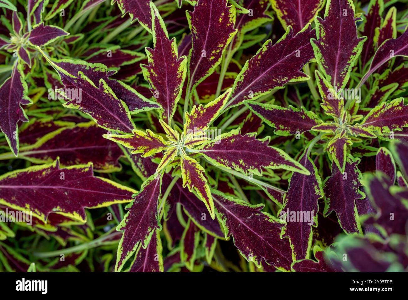 Coleus (Solenostemon scutellarioides) 'FlameThrower Serrano' Stock ...