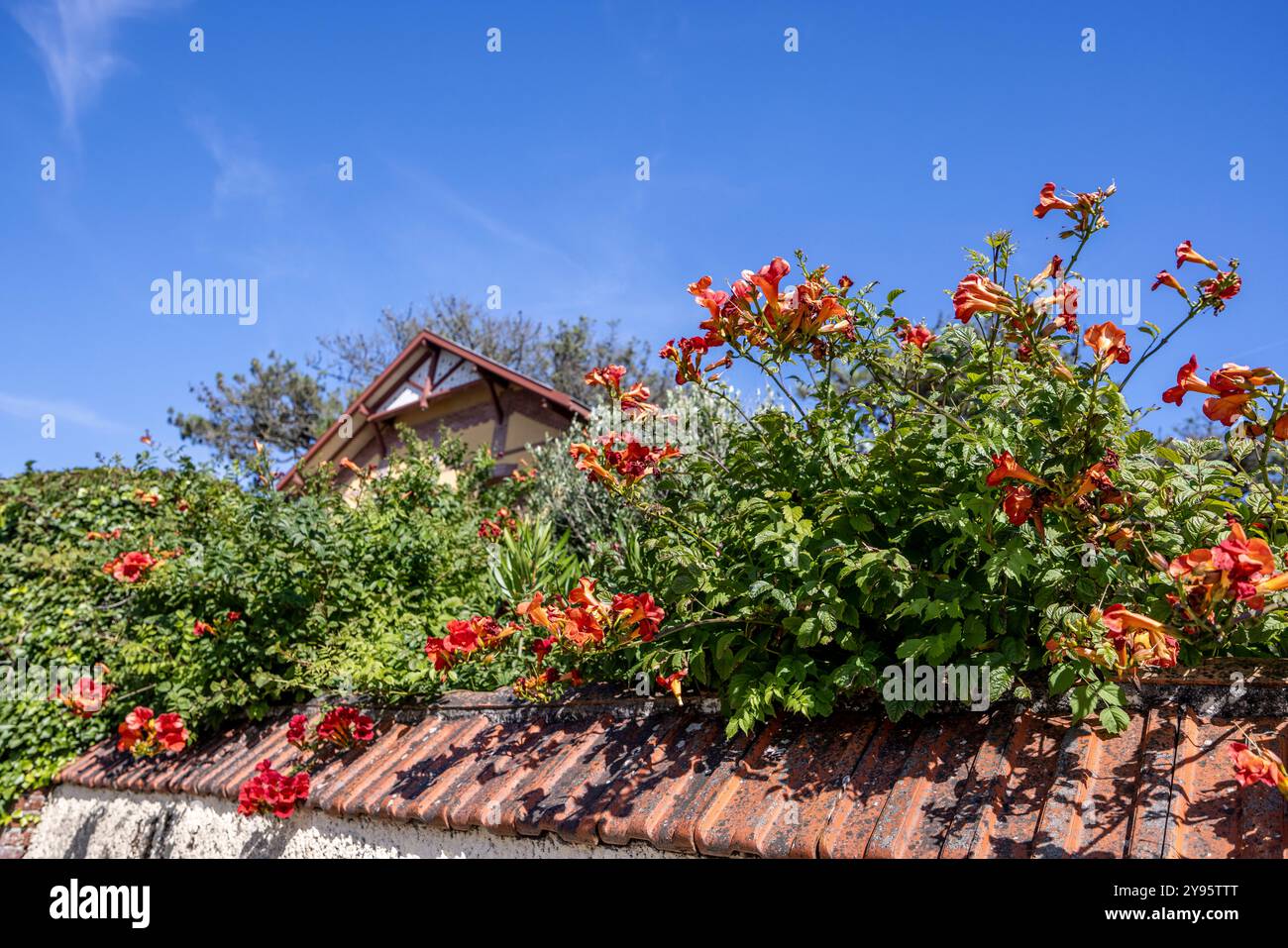 Trumpet creeper (Campsis grandiflora) climbing a wall, France, Loire ...