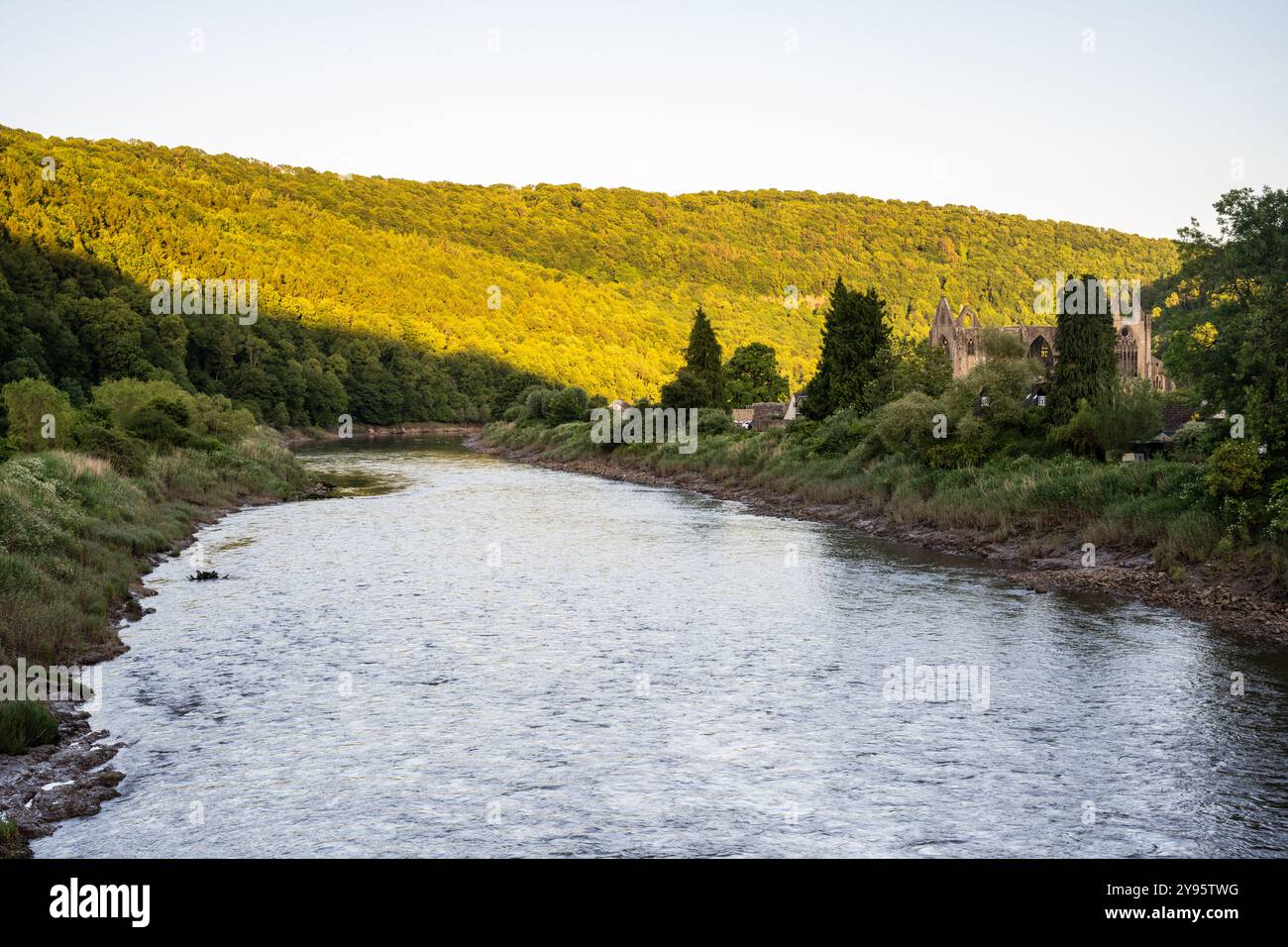 Evening light shines on the woodland of the Wye Valley at Tintern on ...