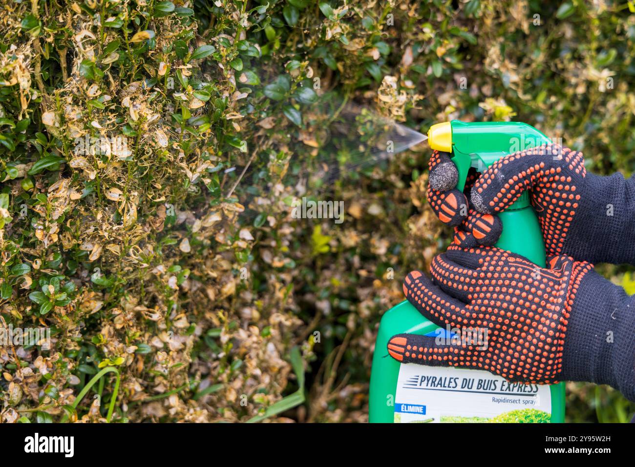 Application of a treatment on boxwood affected by the box tree moth ...