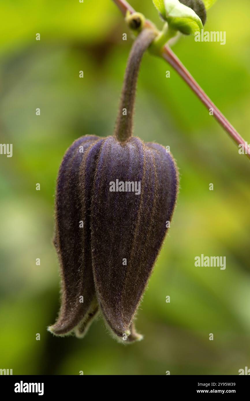 Virgin's bower (Clematis fusca), flower Stock Photo - Alamy