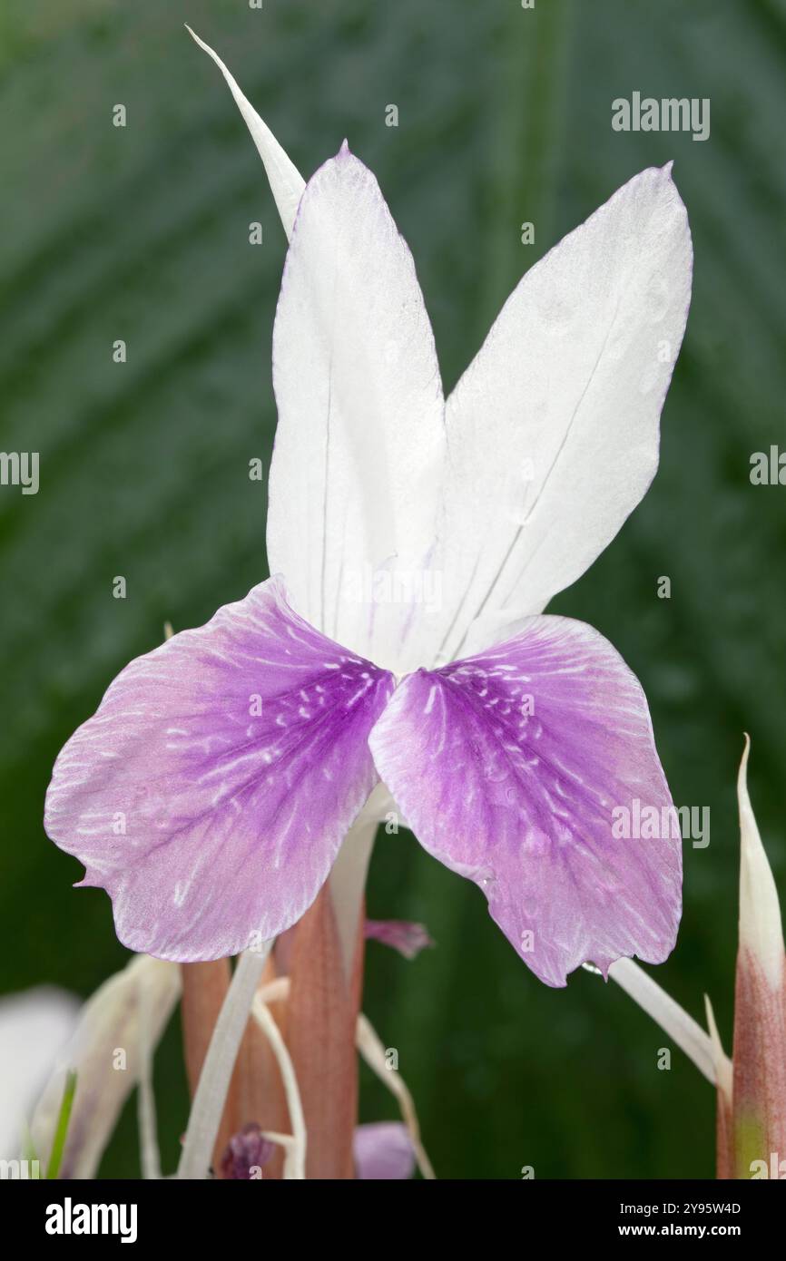 Resurrection Lily (Kaempferia rotunda), flower Stock Photo - Alamy