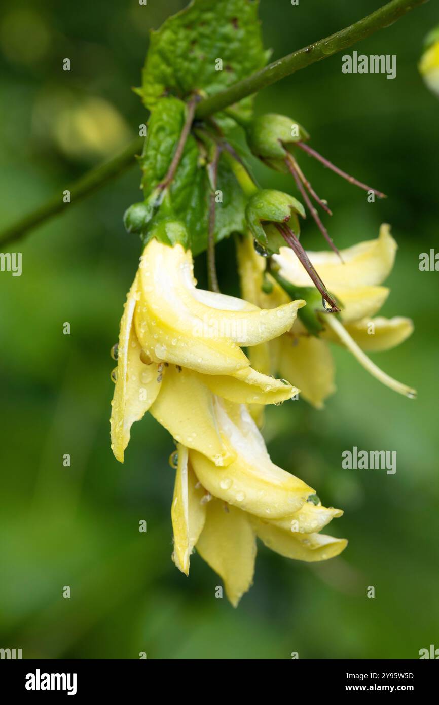 Yellow wax bells (Kirengeshoma palmata), flowers Stock Photo - Alamy