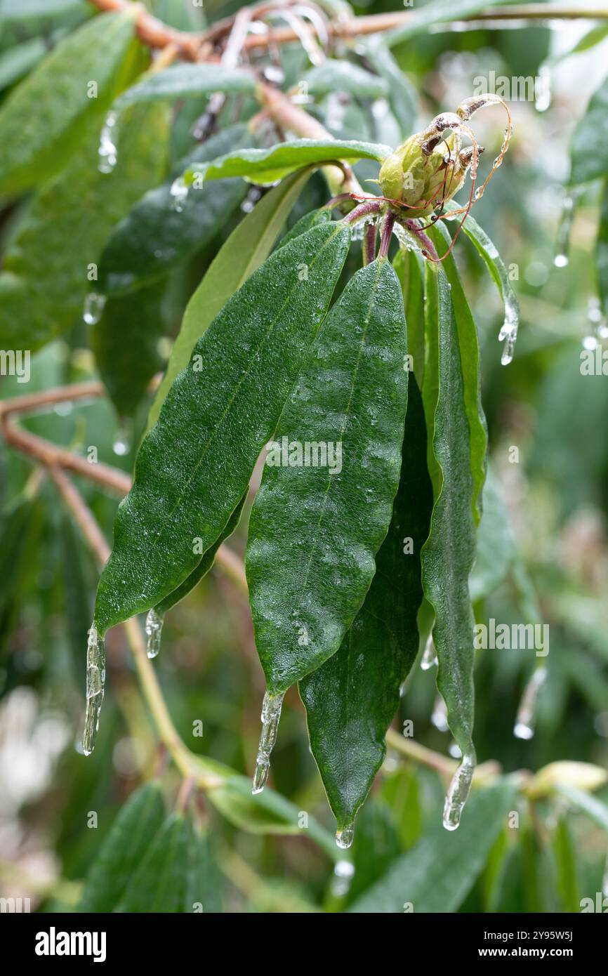 Pontic rhododendron (Rhododendron ponticum) leaves covered with ice ...