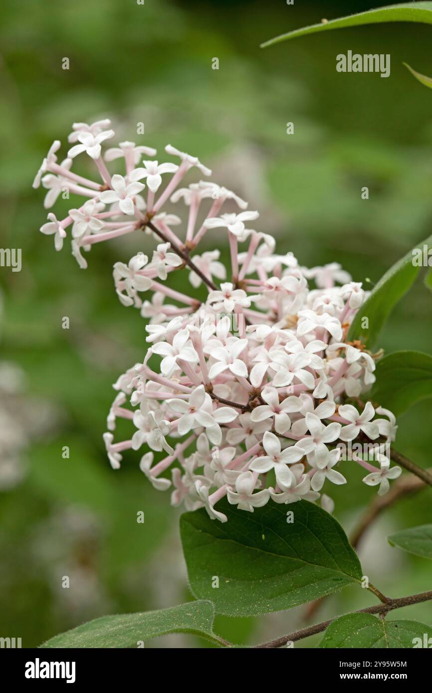 Littleleaf Lilac (Syringa microphylla 'Superba'), flowers Stock Photo ...
