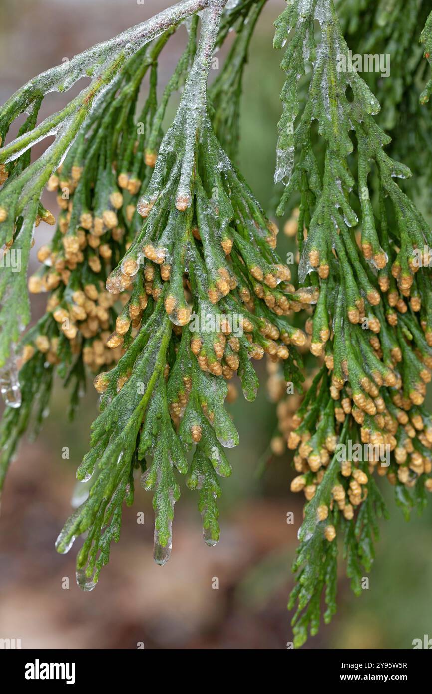 Incense cedar (Calocedrus decurrens) foliage covered with ice Stock ...
