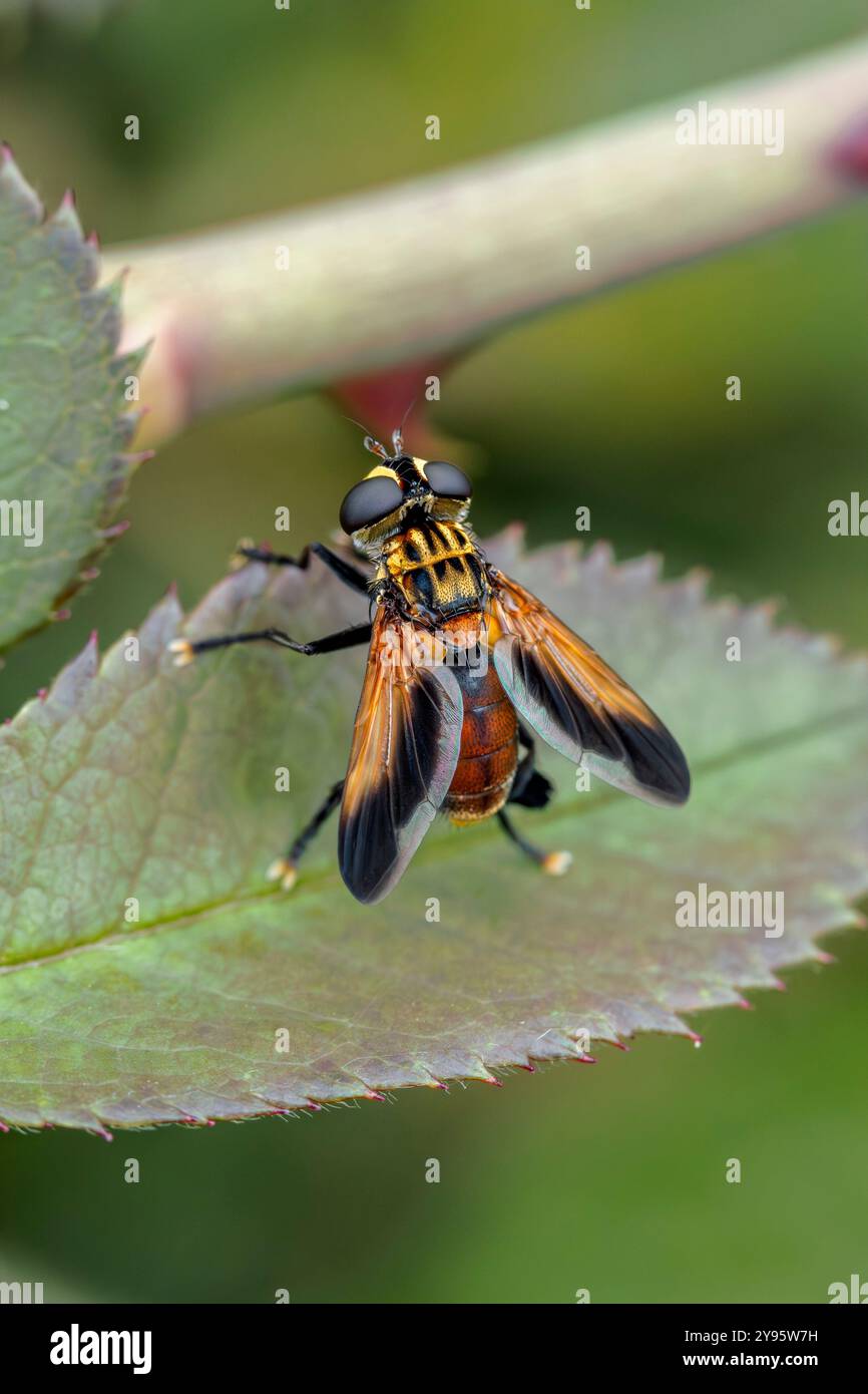 Feather-legged fly (Trichopoda pictipennis), introduced from South ...