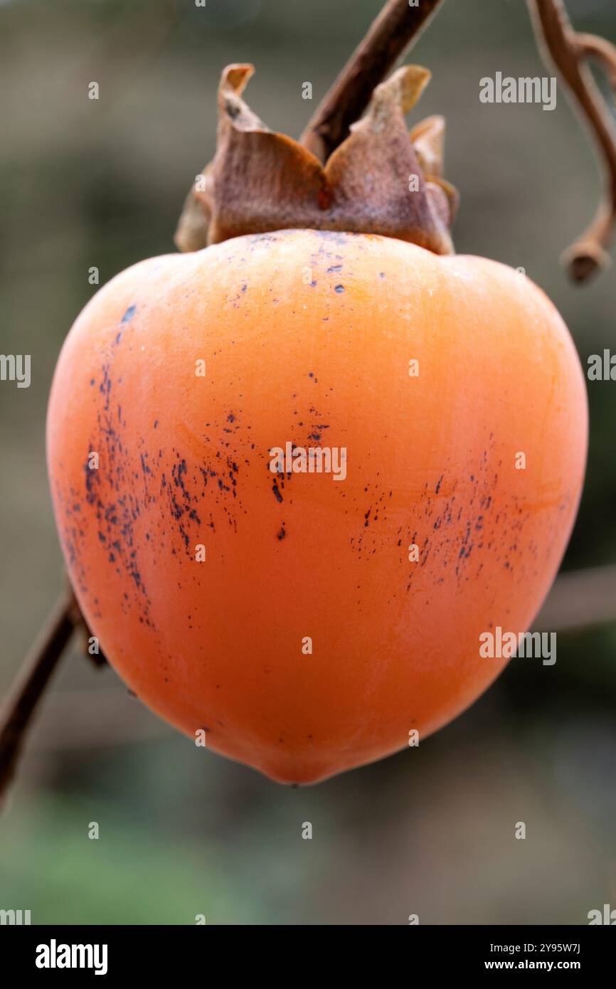 Persimmon (Diospyros kaki) 'Costata', fruit Stock Photo - Alamy