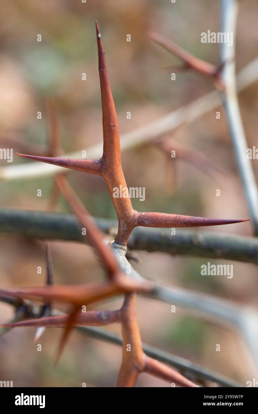 Chinese honey-locust (Gleditsia sinensis), thorn Stock Photo - Alamy