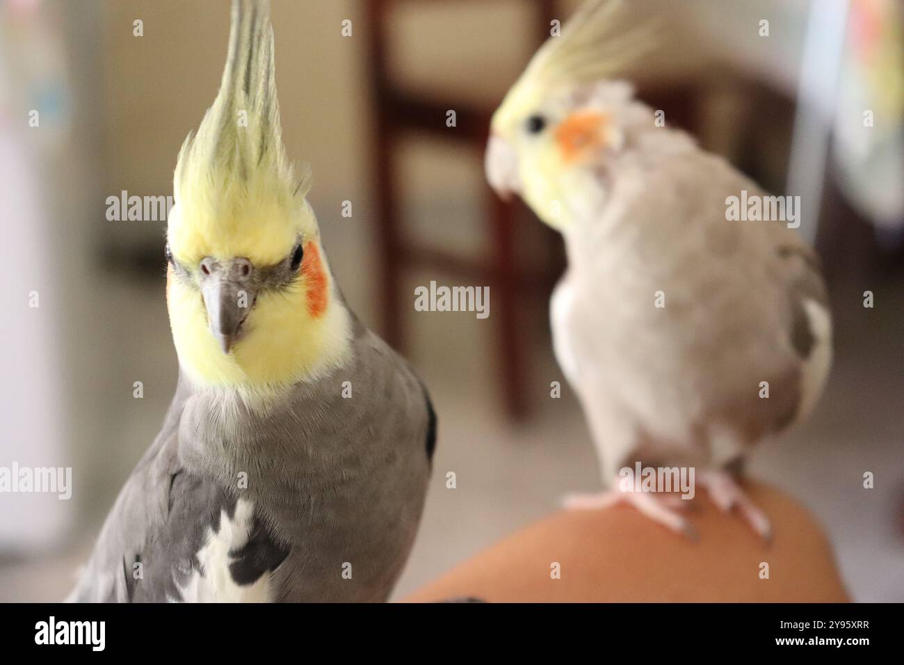 two grey and yellow cockatiels Stock Photo - Alamy