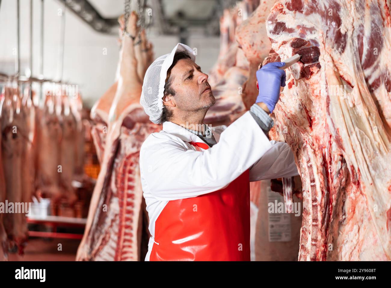 Butcher measuring temperature of beef carcass hanging in cold storage ...