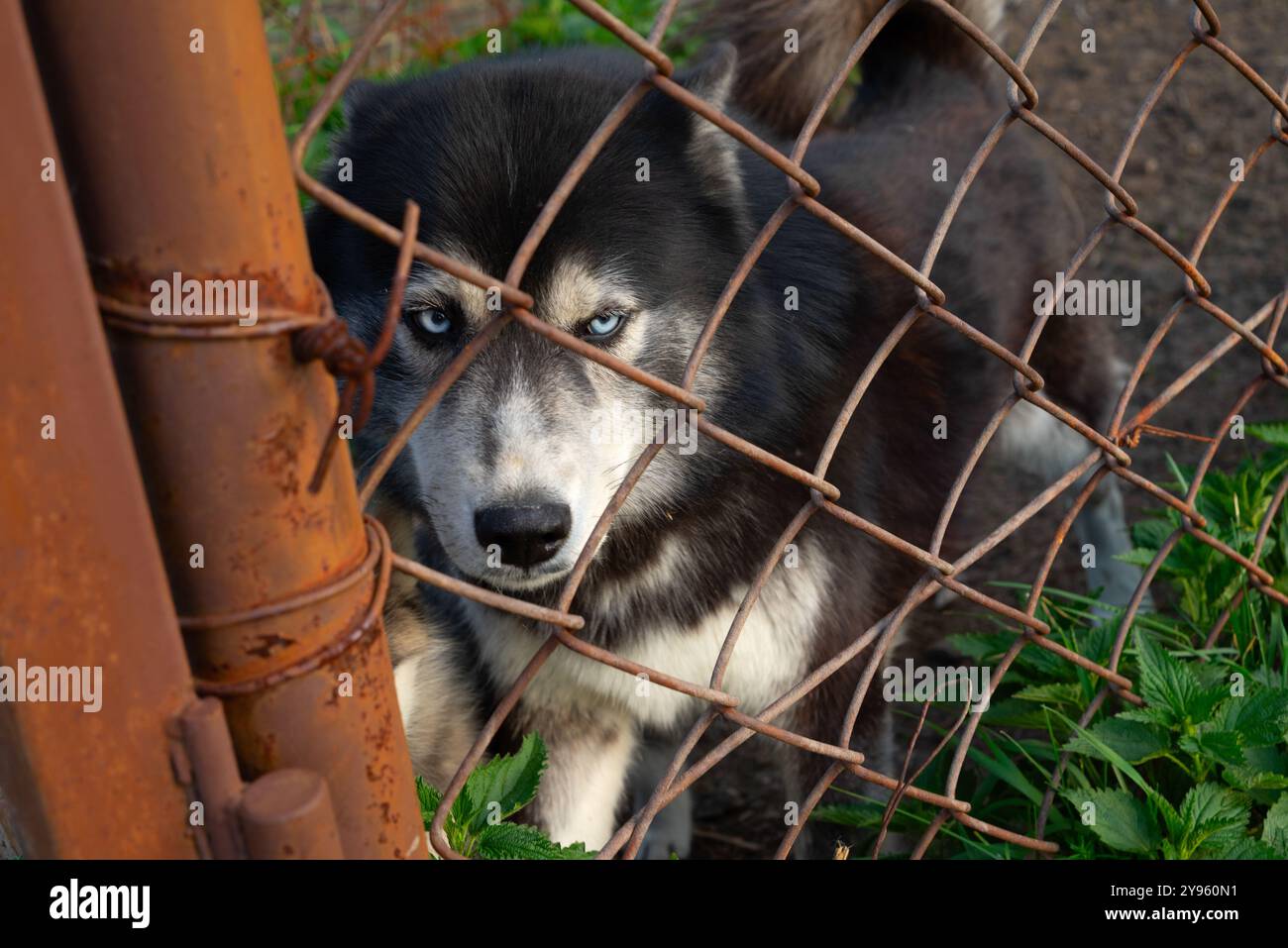 The husky dog lies in a cage under the sun Stock Photo - Alamy